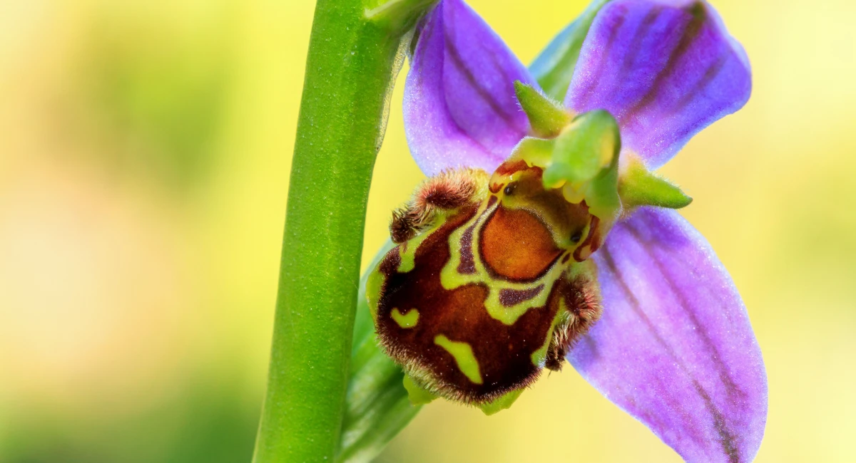 5 Plants From Around The World: The Weird And Wonderful | Ambius Saudi ...